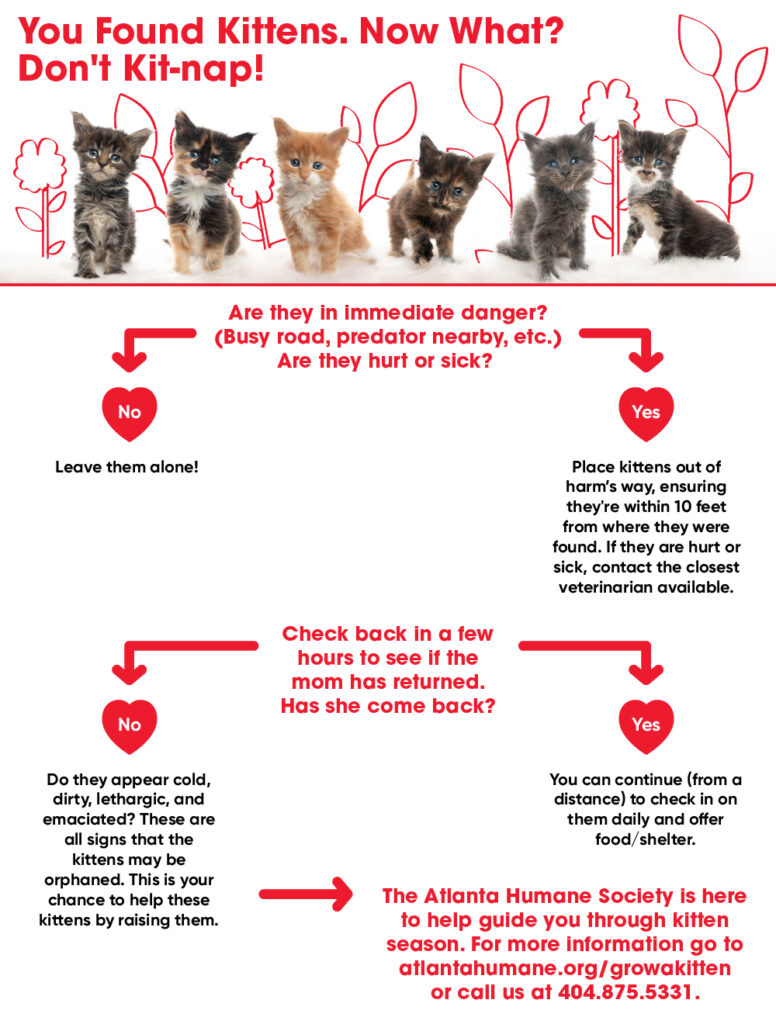 Resources About Community Cats | Atlanta Humane Society
