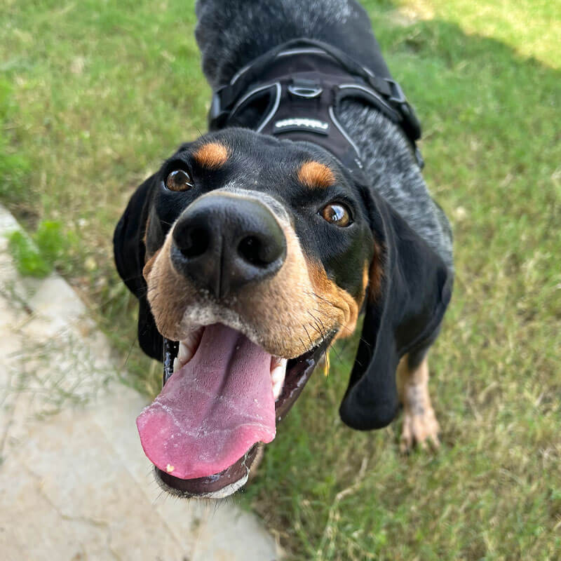 Adopt Chief, a goofy hound - Atlanta Humane Society