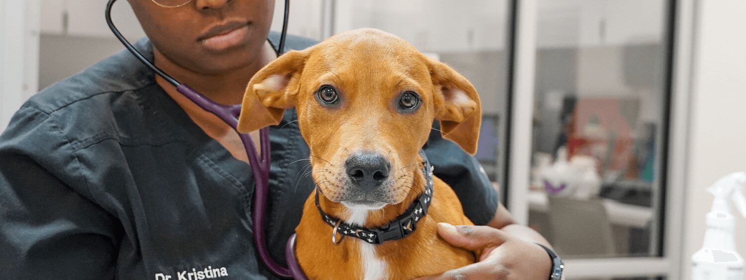 Atlanta Humane Society | Dog & Cat Adoption | Pet Rescue