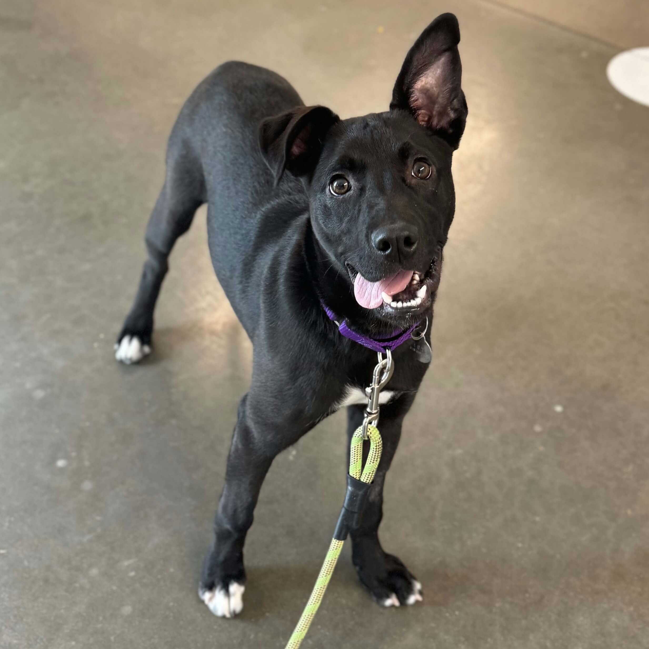 Resources | Atlanta Humane Society