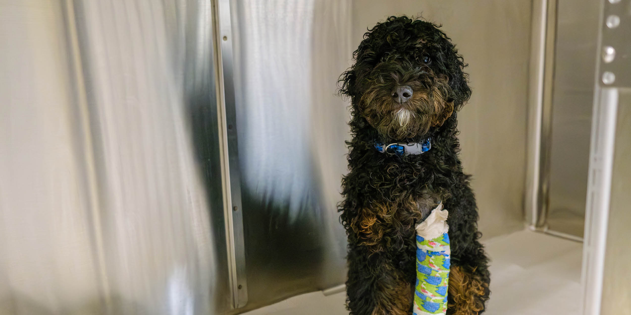 Triple the Support for Animals Like Onyx - Atlanta Humane Society