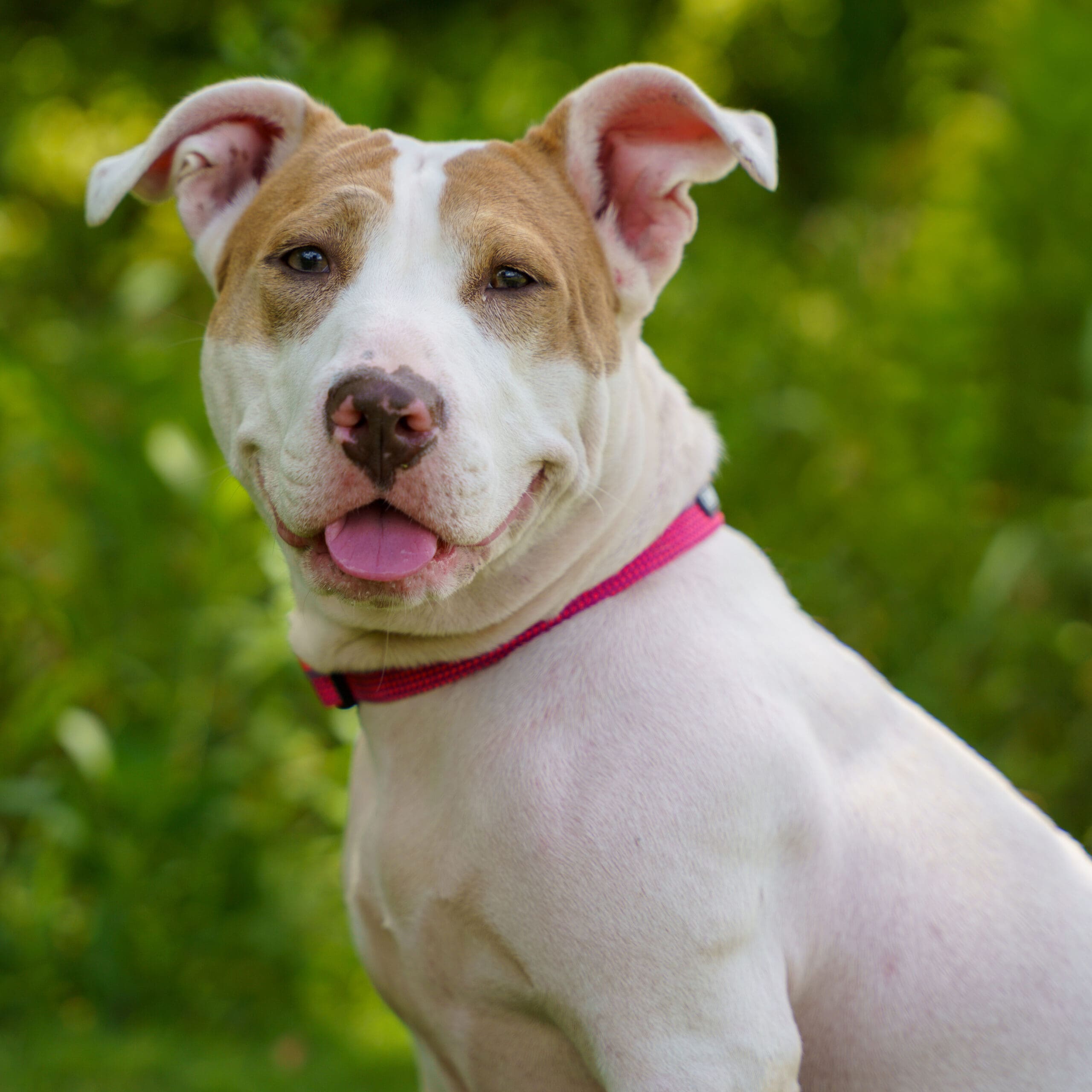 10,000 Steps for Hazel - Atlanta Humane Society