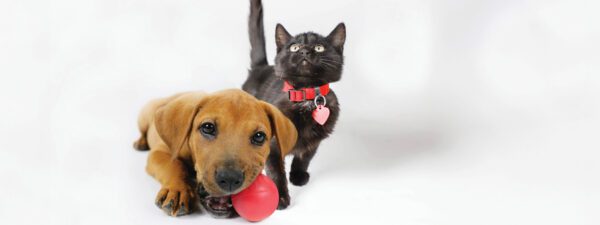 Adoptions | Atlanta Humane Society