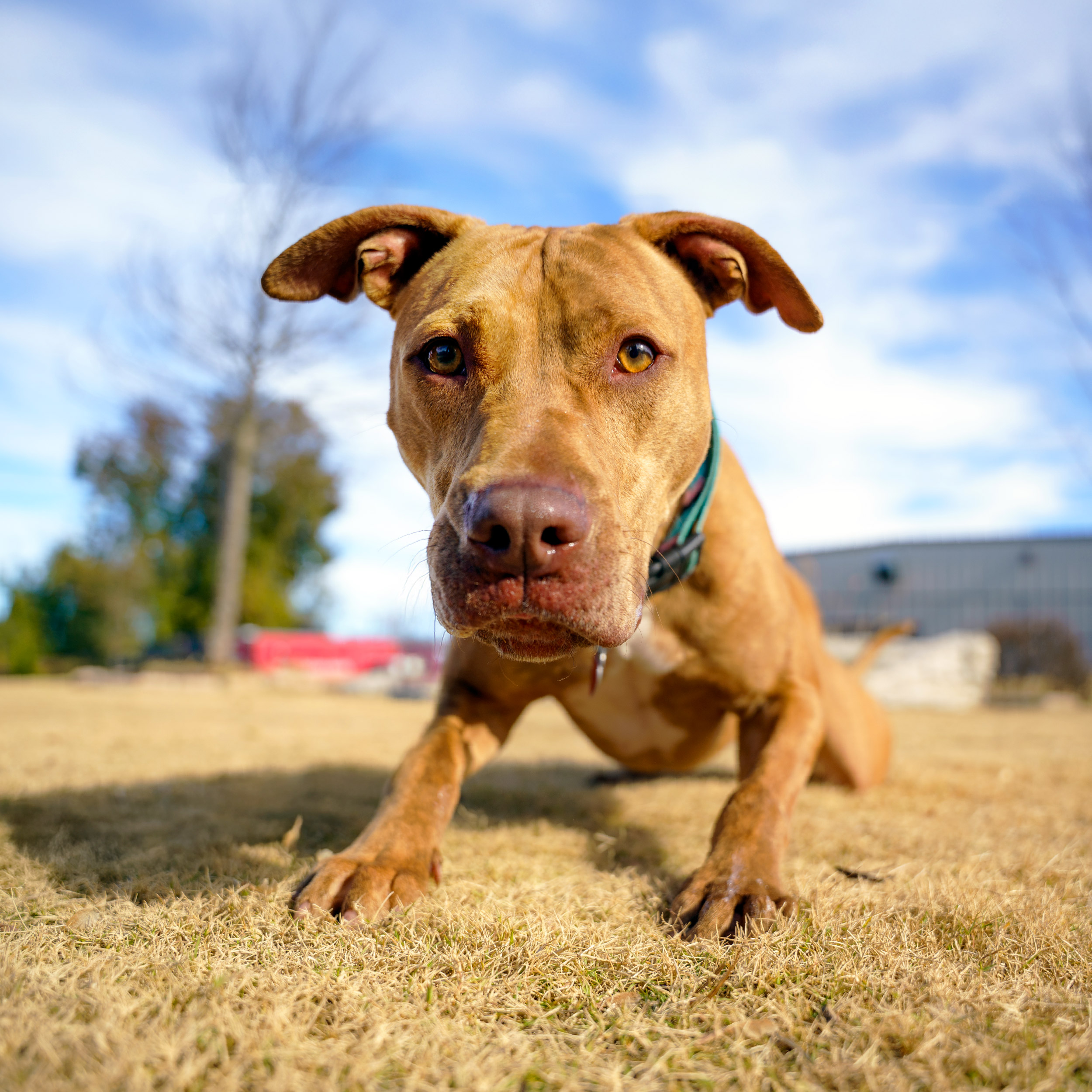 Name Your Own Price Adoption Weekend - Atlanta Humane Society