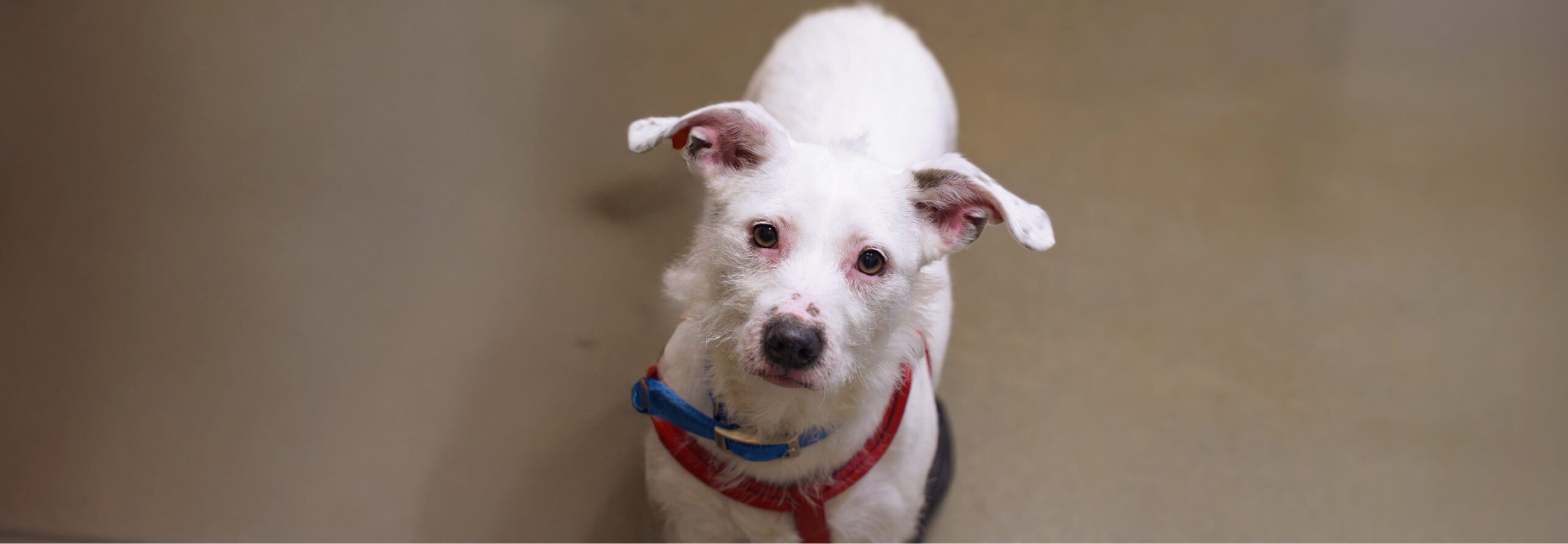 Atlanta Humane Society | Dog & Cat Adoption | Pet Rescue