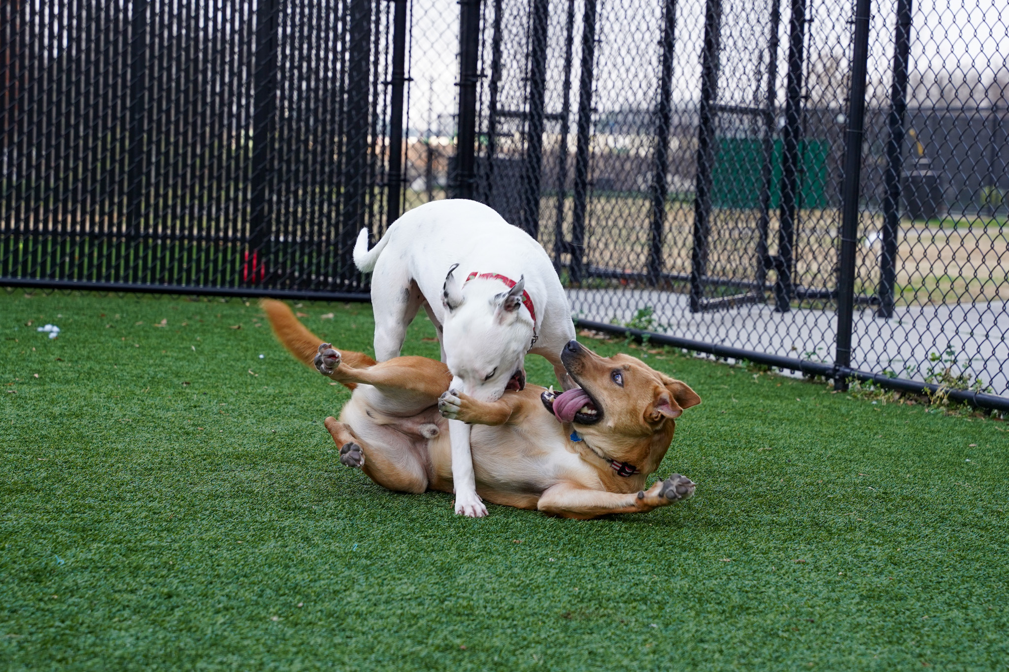 Adoptions | Atlanta Humane Society